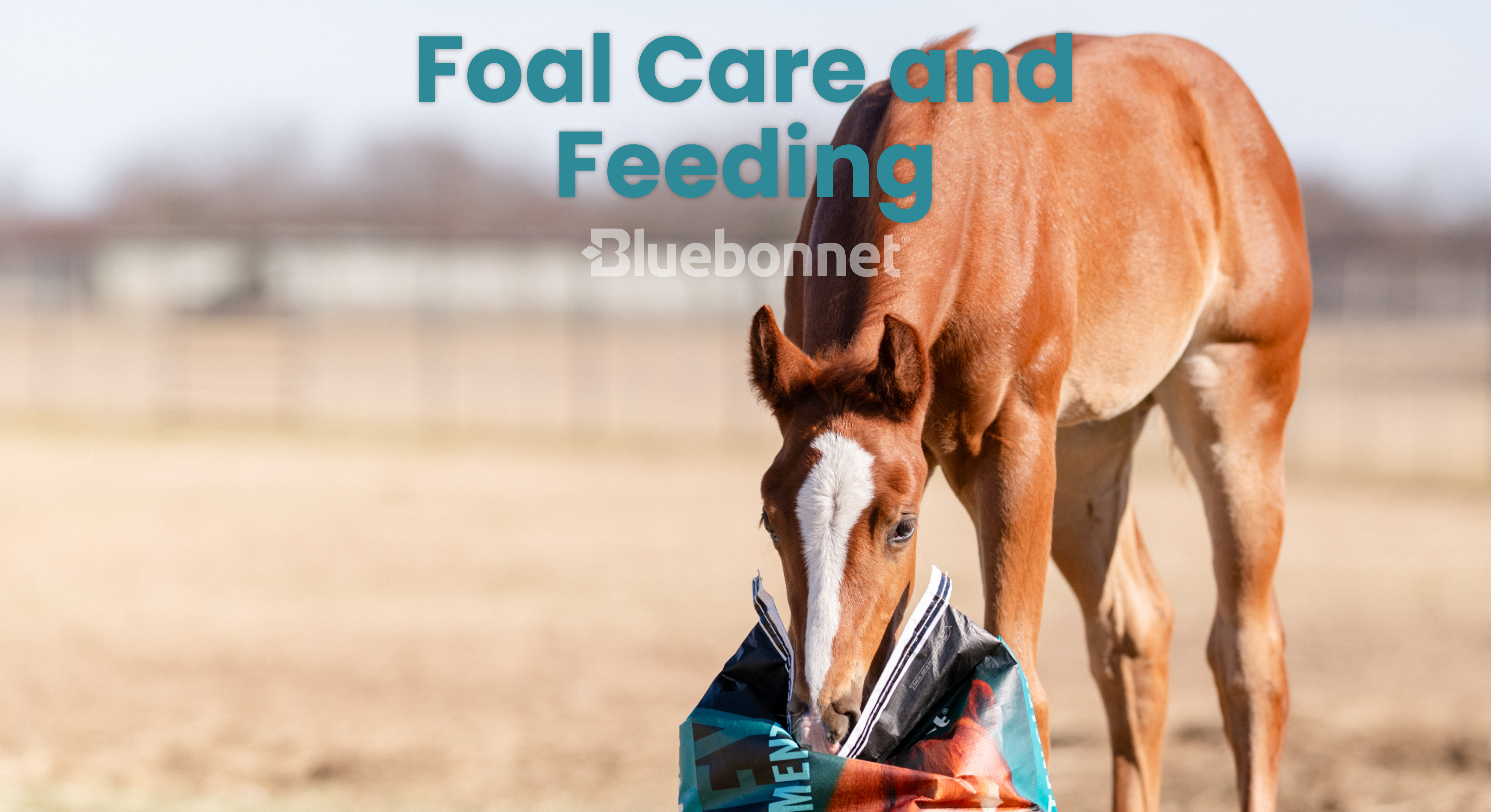 Essential Foal Care and Feeding Tips for Healthy Growth – Bluebonnet