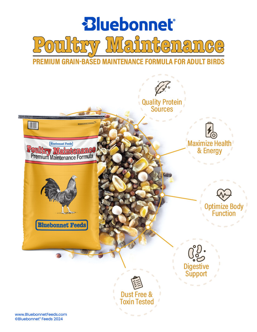 Poultry Maintenance 14% | Premium Grain-Based Maintenance Formula for ...